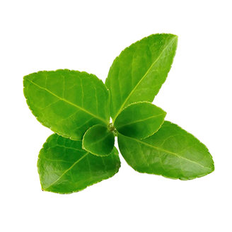 Myracle Mushroom Coffee - Best Mushroom Coffee in the UK