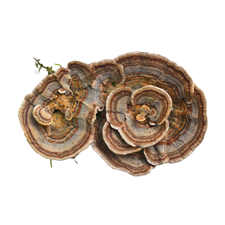 Myracle Mushroom Coffee